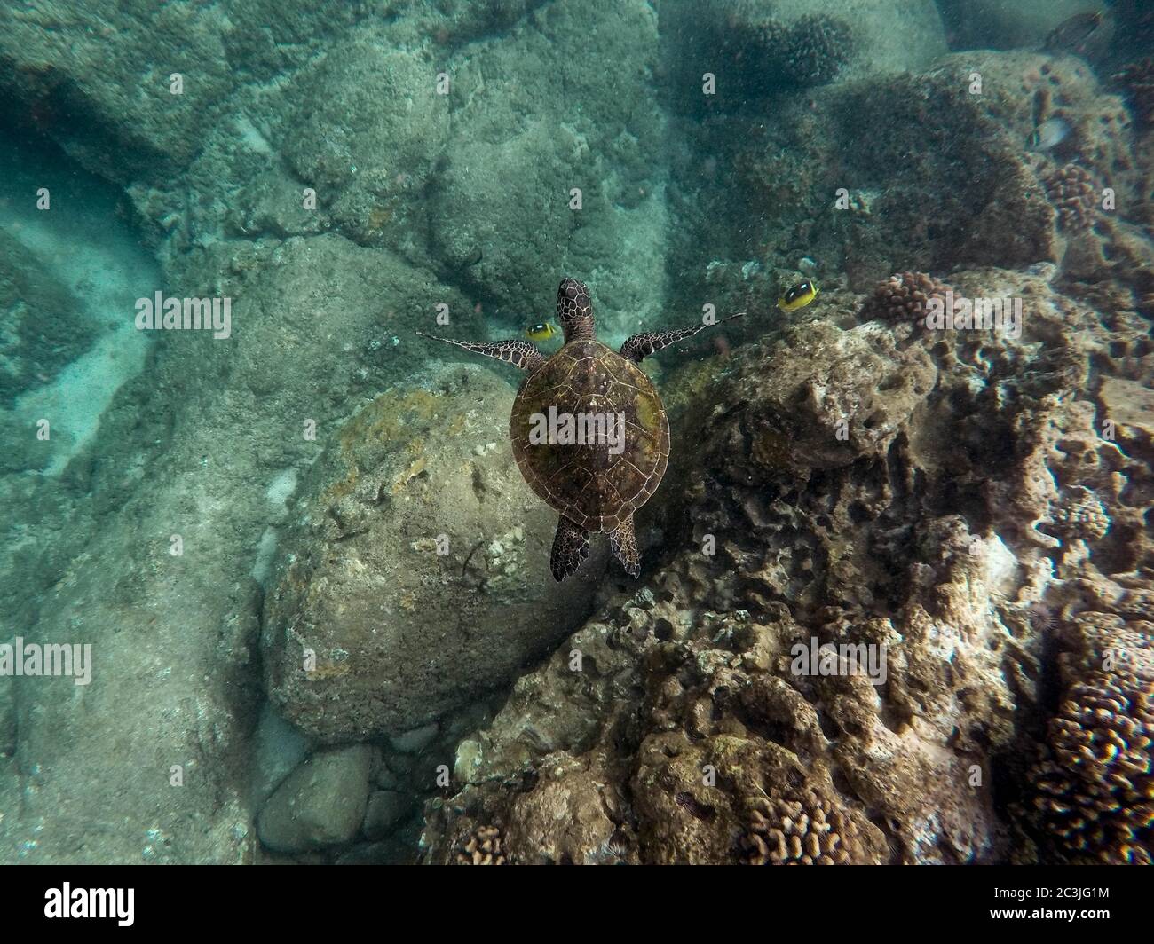 Overhead shot of a sea turtle diving down into the deep blue ocean ...