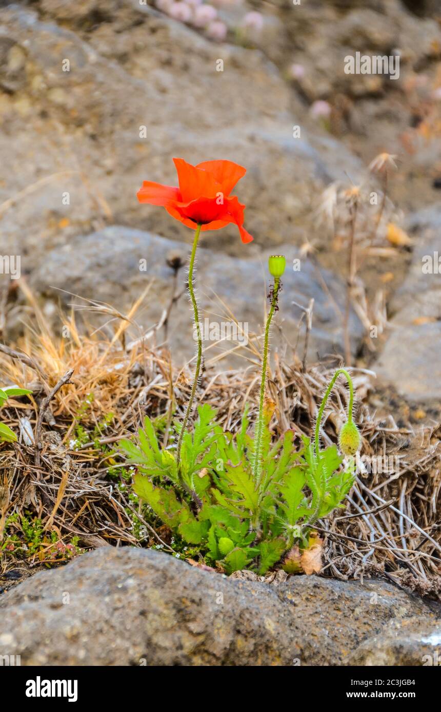 Red Poppy Flower on the Ground in the Wild Stock Photo - Alamy