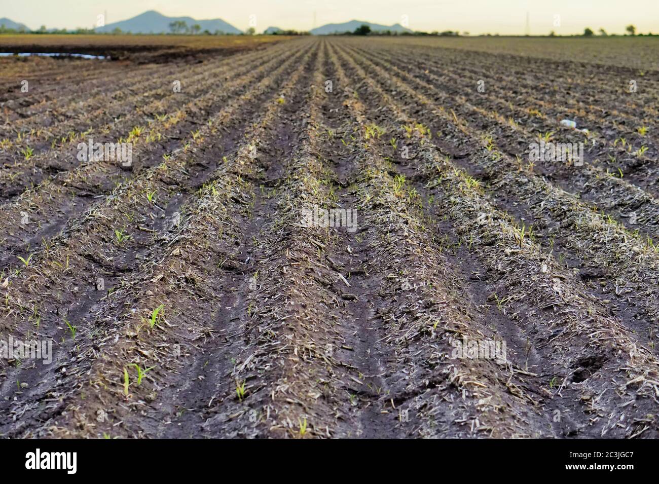 Vast field with a soil ground during daytime Stock Photo - Alamy
