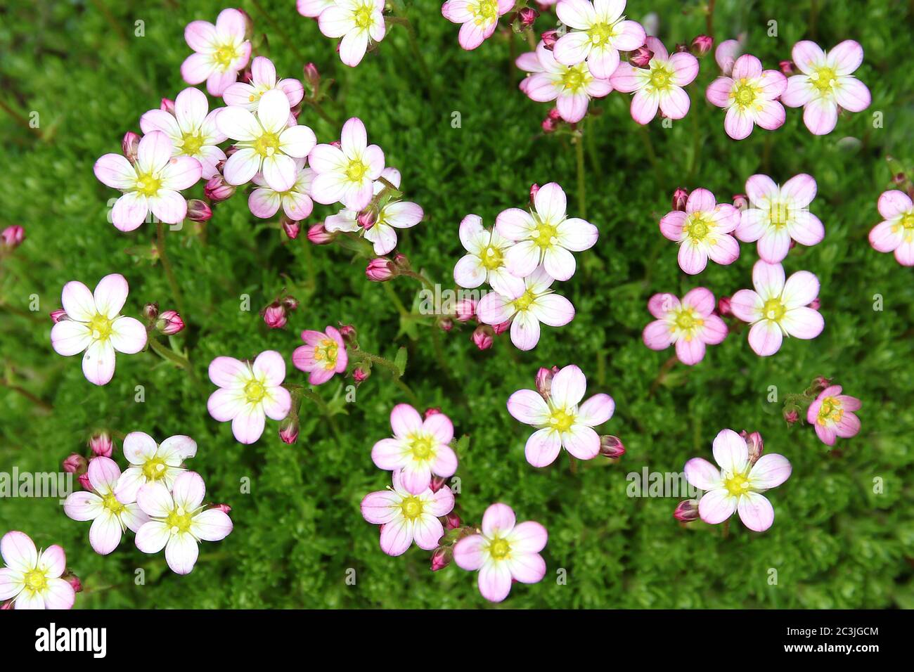sedum flower Sedum caeruleum, Sedum album or sedum acre Stock Photo - Alamy