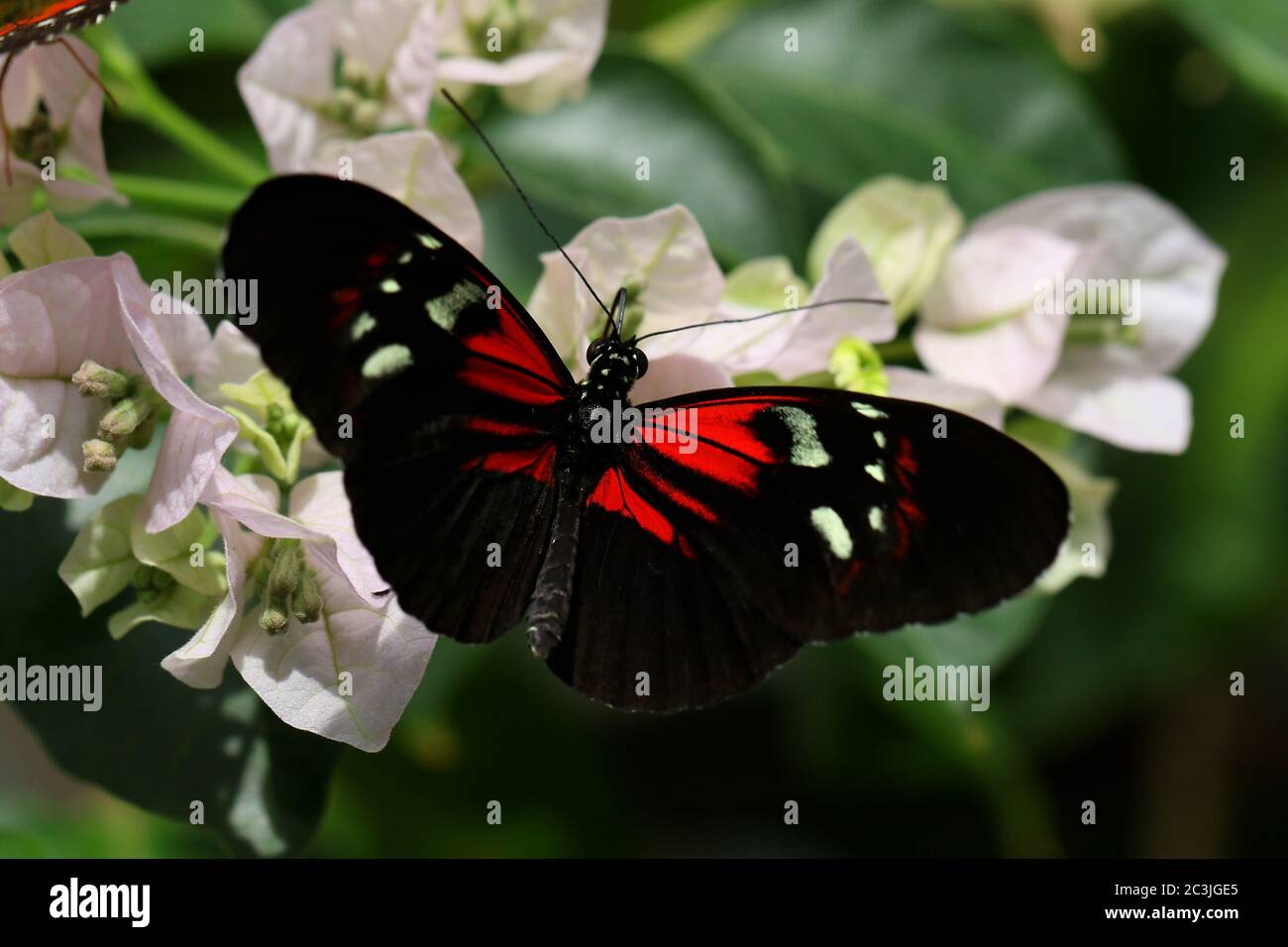 Butterfly Large common Postman Heliconius Melpomene Rosina Stock Photo ...