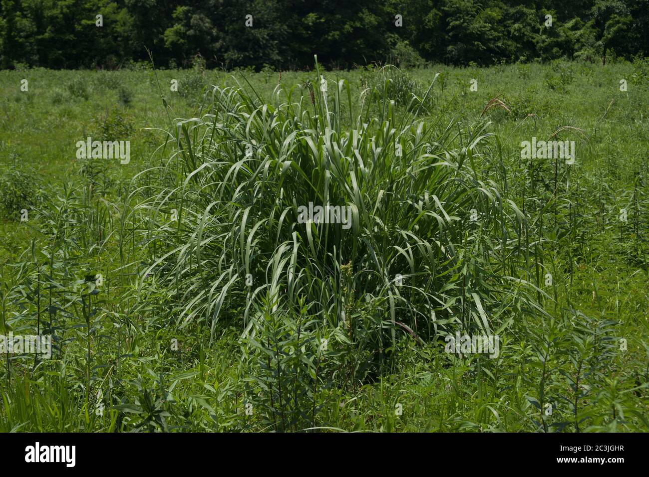 Eastern Gama Grass Stock Photo - Alamy