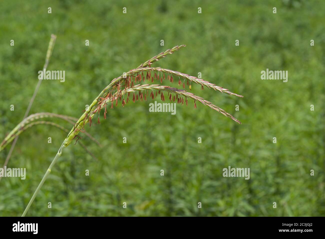 Eastern Gama Grass showing Female and Male flowers Stock Photo - Alamy