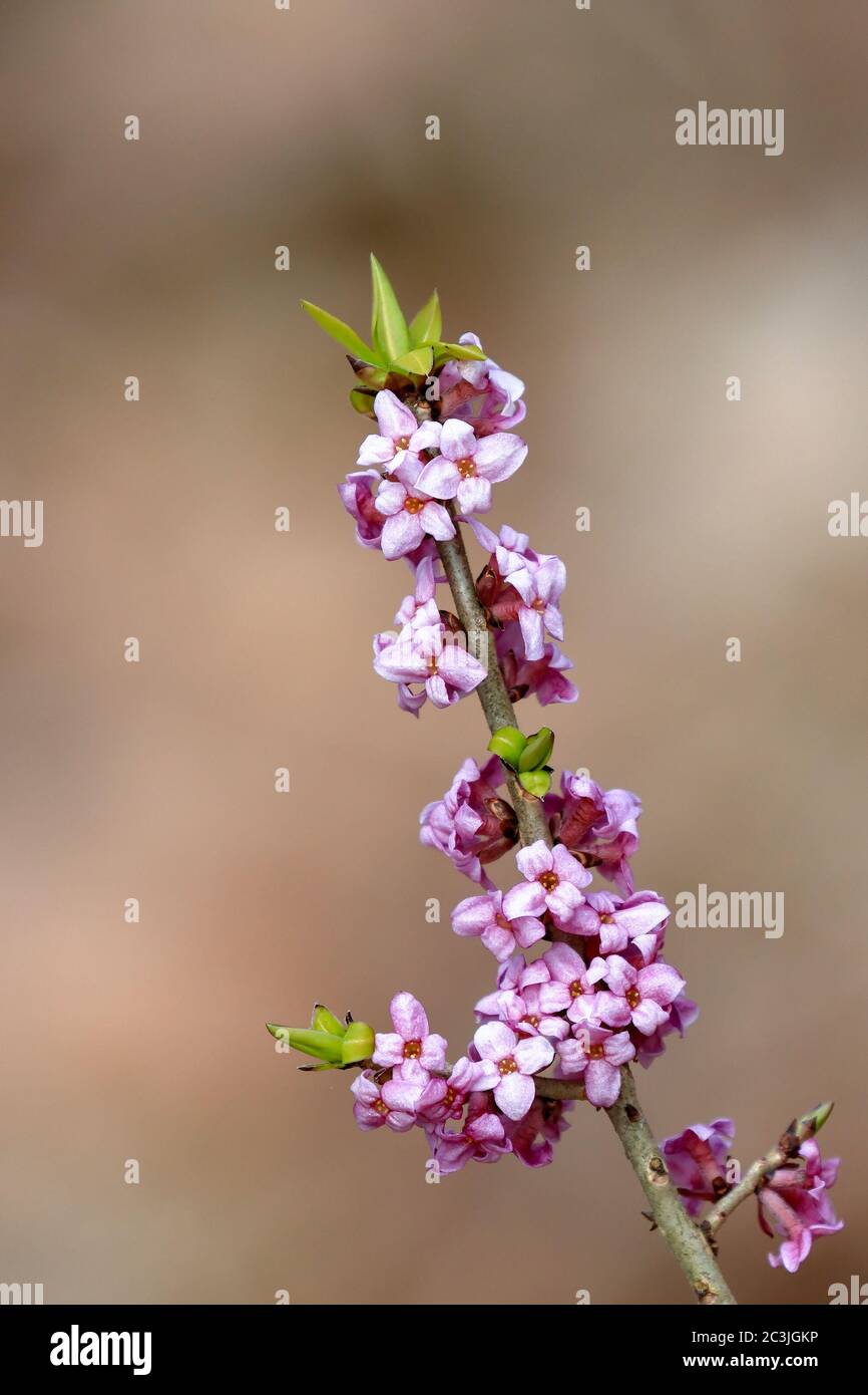 Mezereon plant hi-res stock photography and images - Alamy