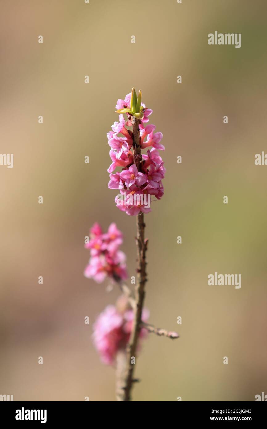 Mezereon plant hi-res stock photography and images - Alamy