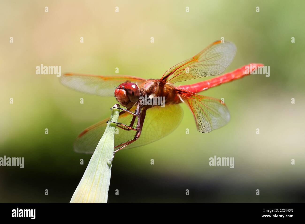 Red skimmer dragonfly Sympetrum darters meadowhawks dragonflies Stock ...