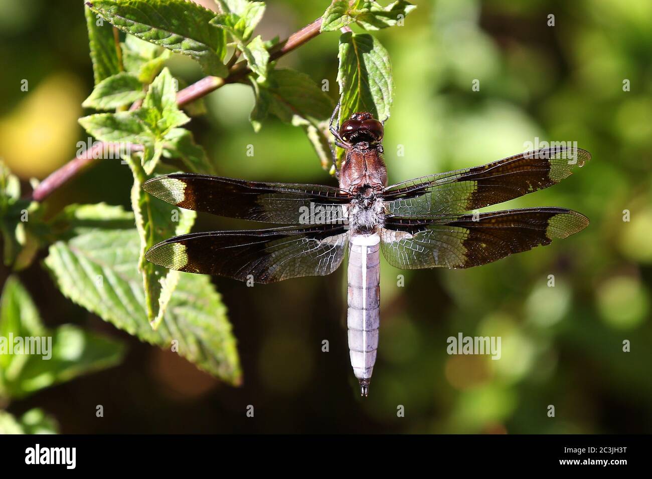 Common Whitetail Dragonfly Plathemis lydia dragonfly hanging on plant ...