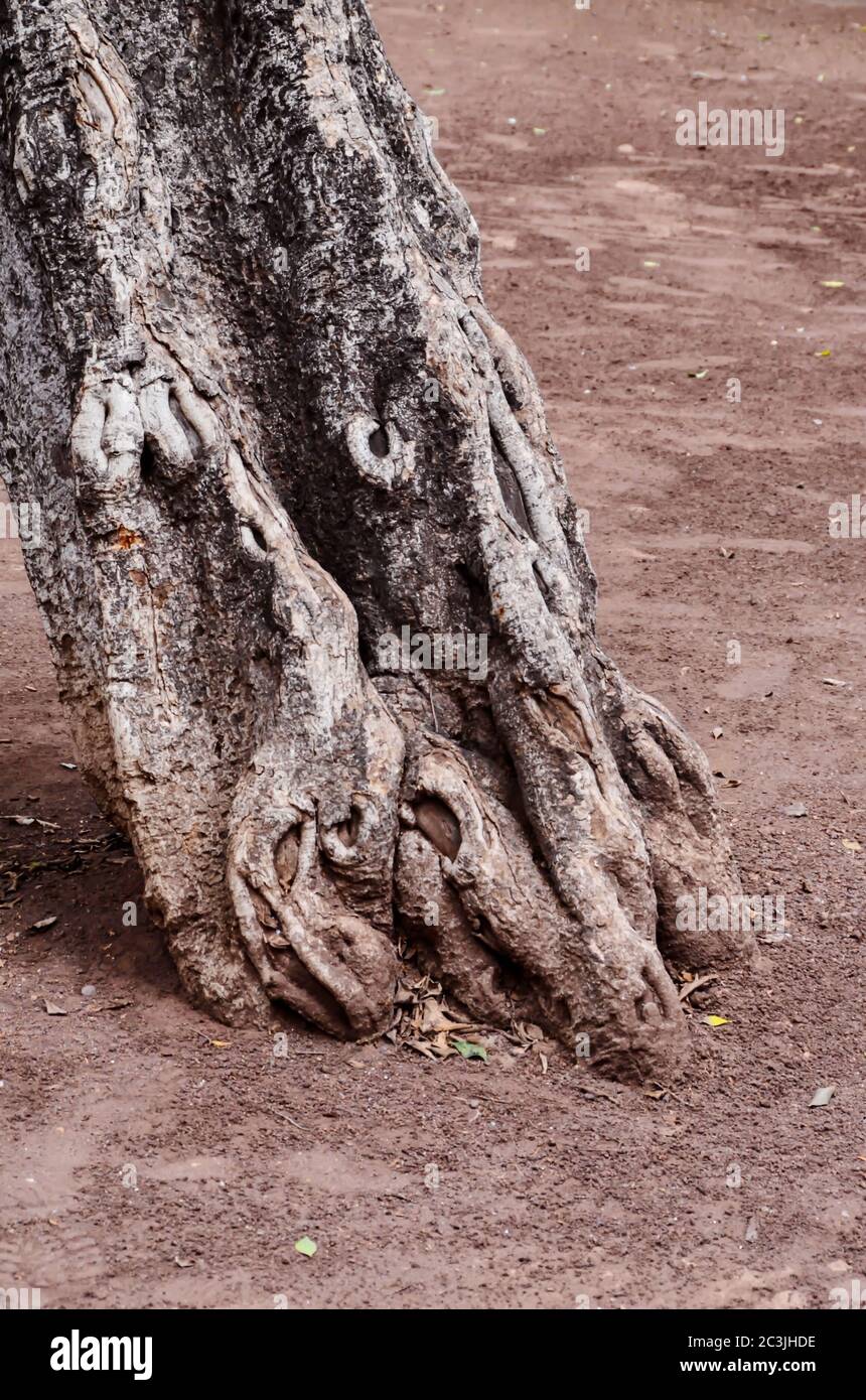 Root of the Tree in the Ground Stock Photo - Alamy