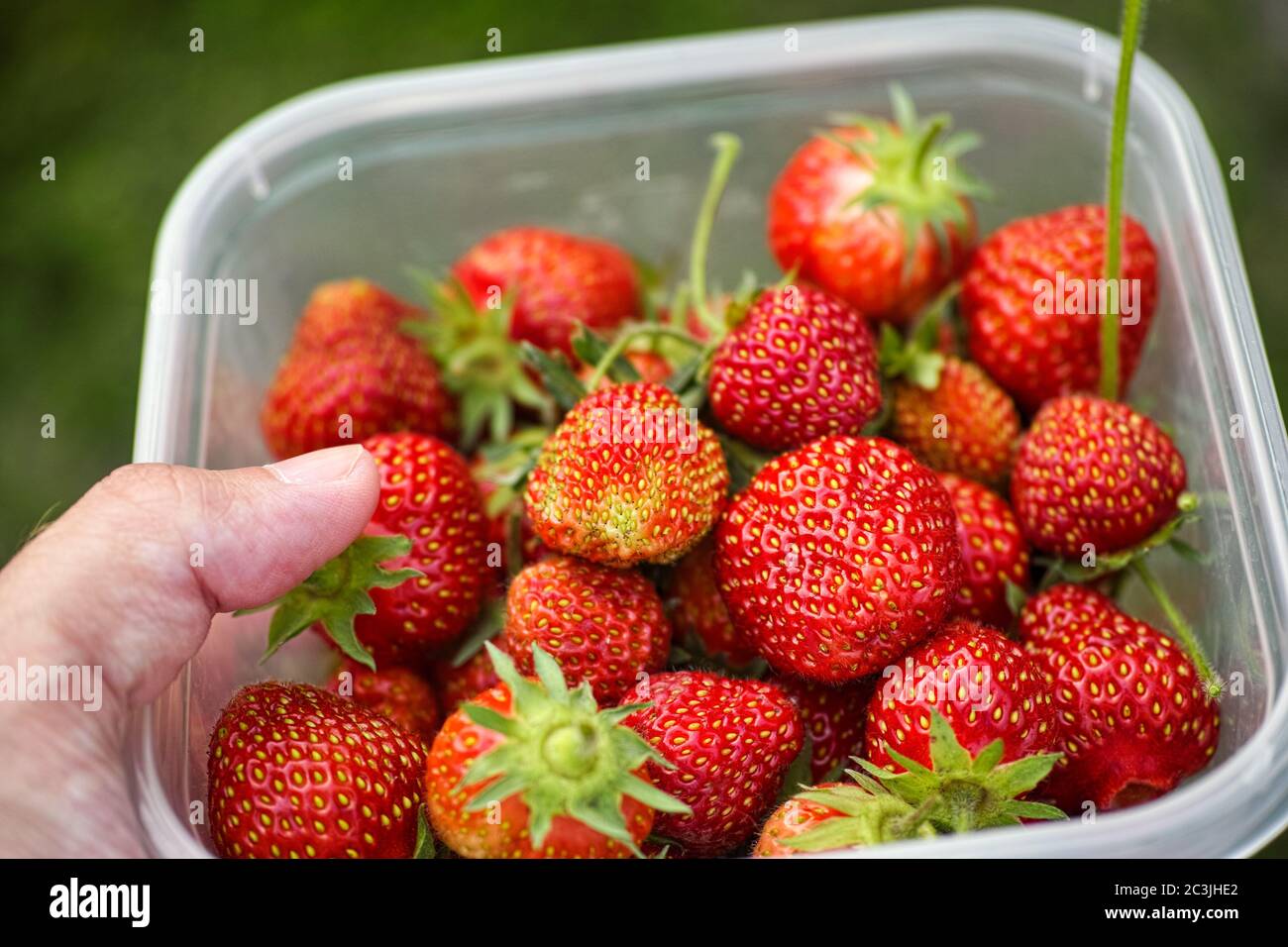 Strawberry container hi-res stock photography and images - Alamy