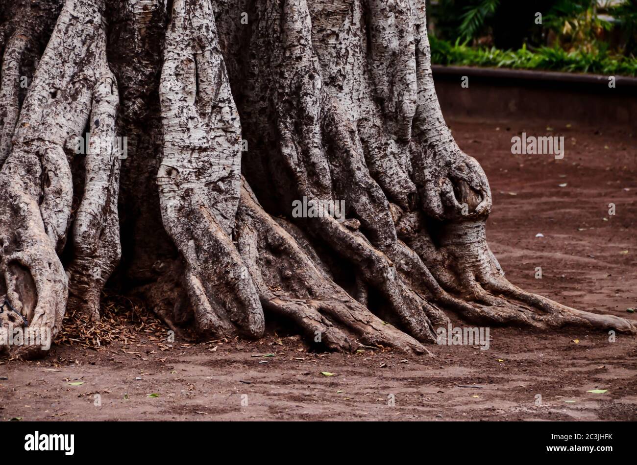 Root of the Tree in the Ground Stock Photo - Alamy