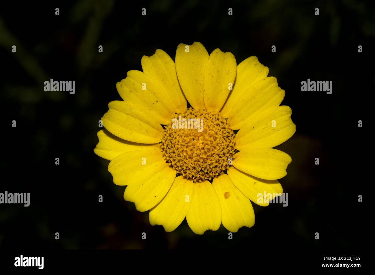 Crown daisy flower, Chrysanthemum coronarium, Glebionis coronaria ...
