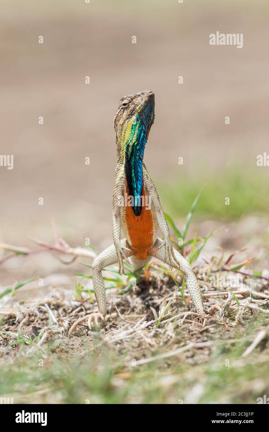 Wild fan throated lizard (sarada superba) reptile in Laterite Plateau ...