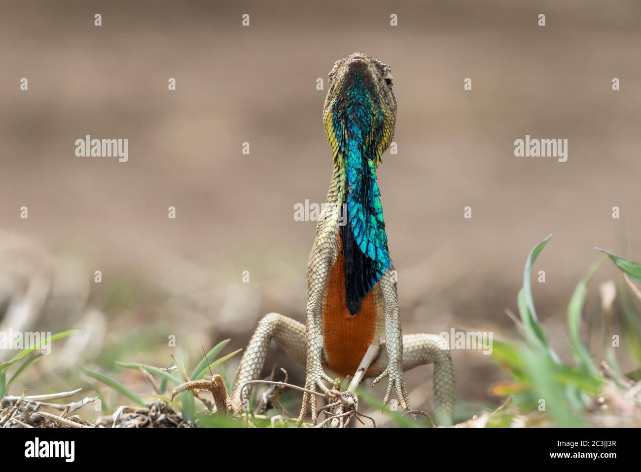 Wild fan throated lizard (sarada superba) reptile in Laterite Plateau ...