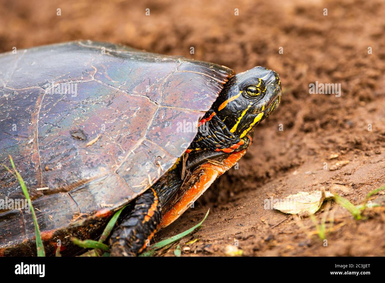 Chrysemys picta picta hi-res stock photography and images - Alamy