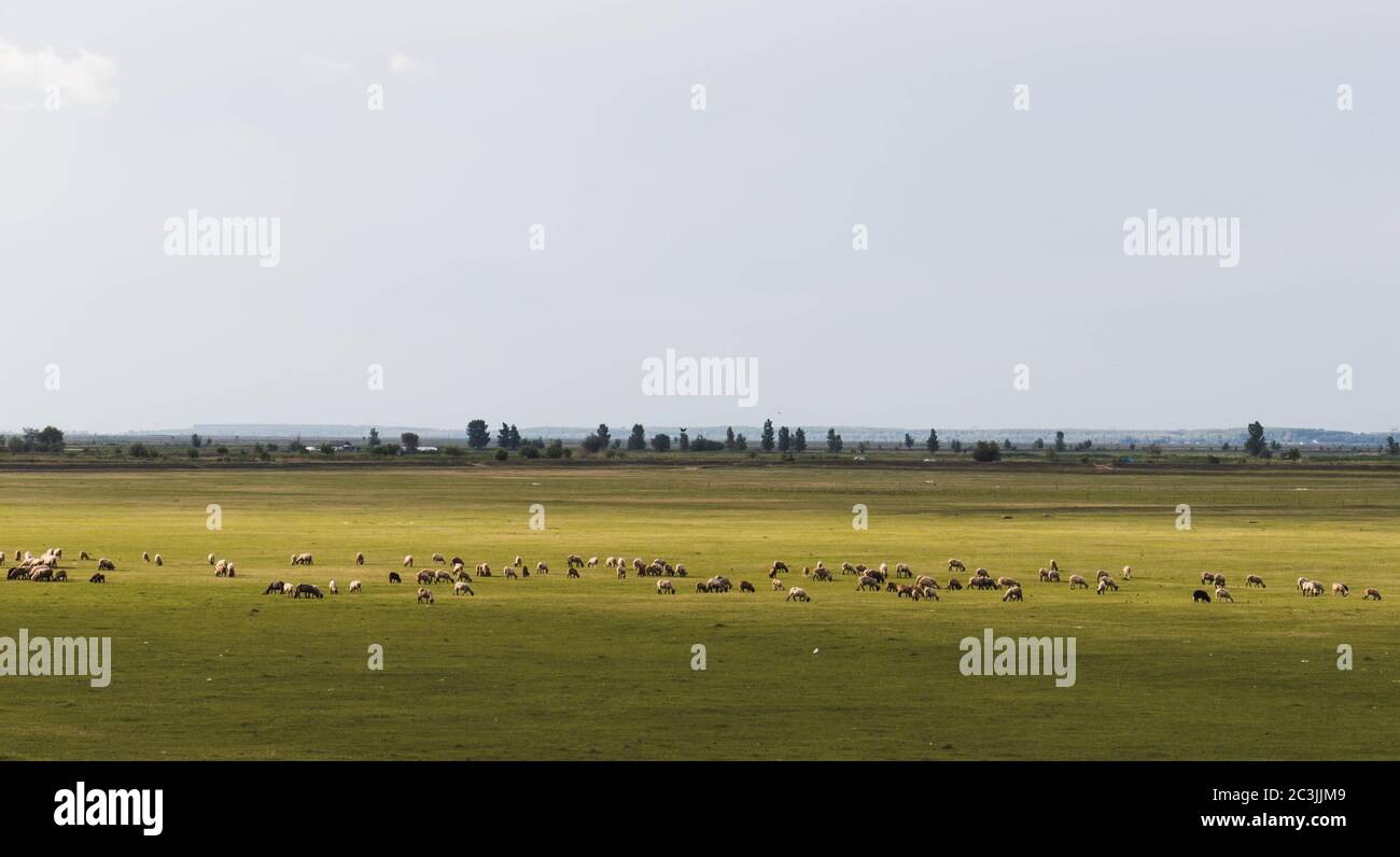 Clean farm animals hi-res stock photography and images - Alamy