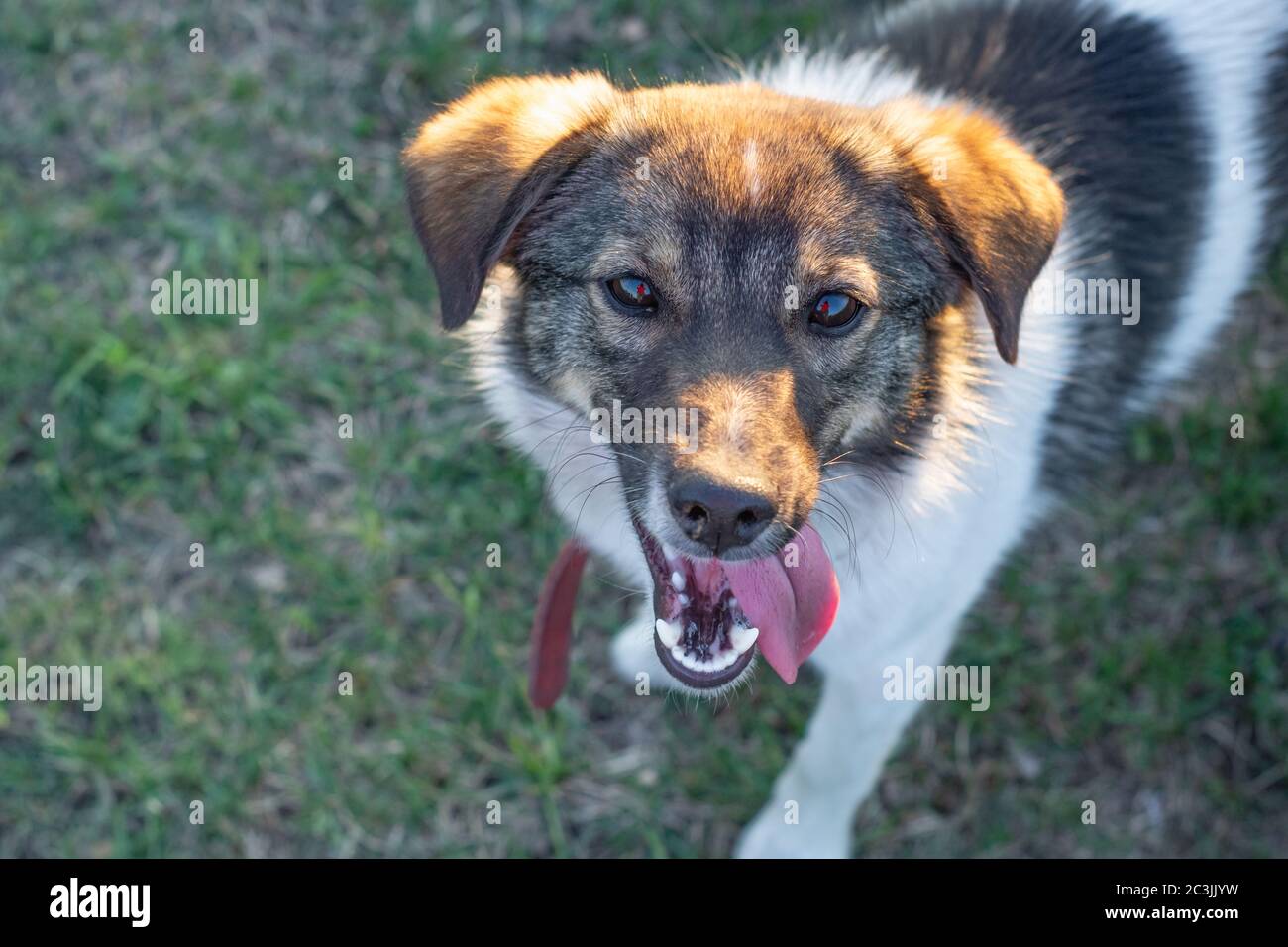 Happy curious dog looking camera hi-res stock photography and images ...