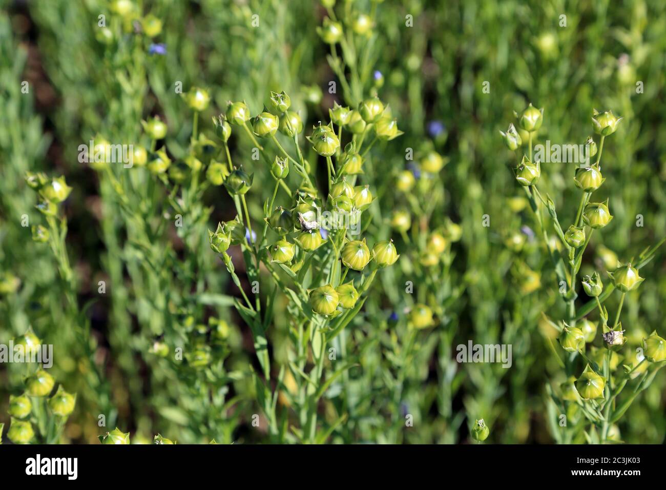Linseed flowers hi-res stock photography and images - Alamy