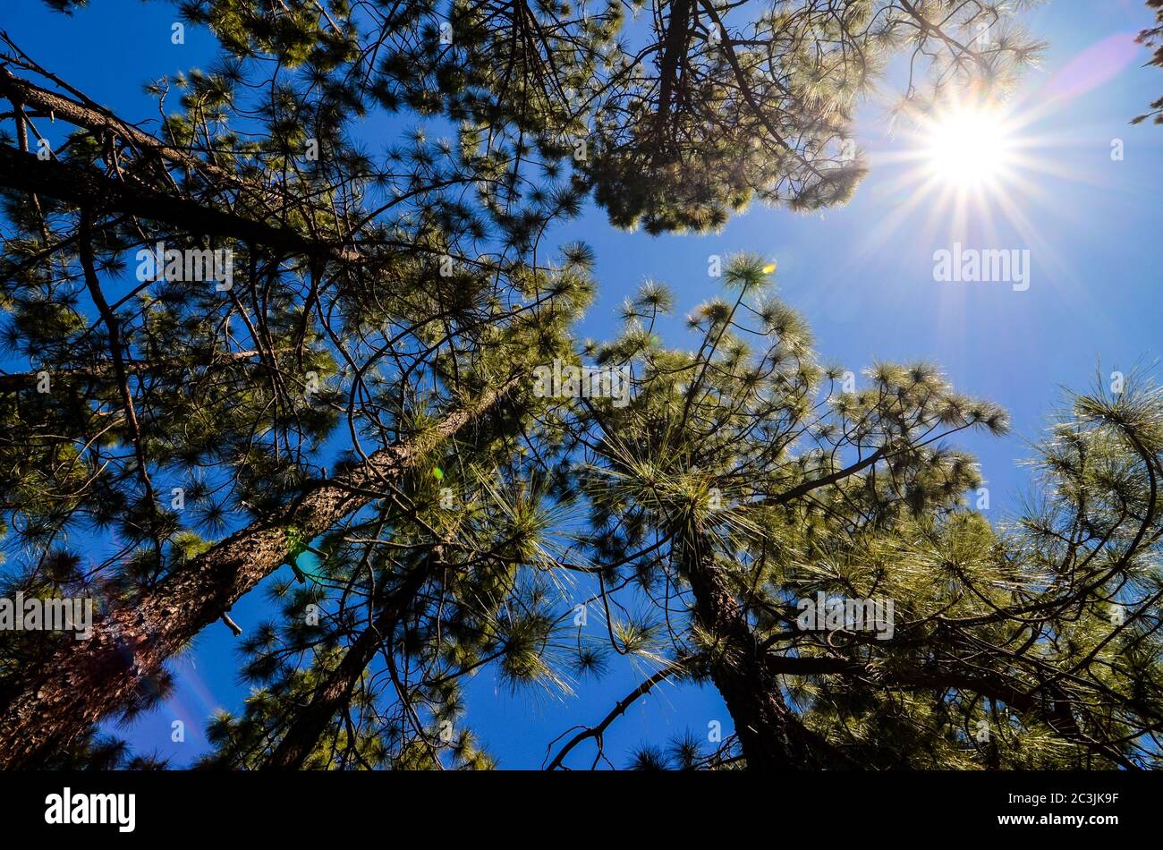 Very High Pine Wood Forest on a Sunny Day Stock Photo - Alamy