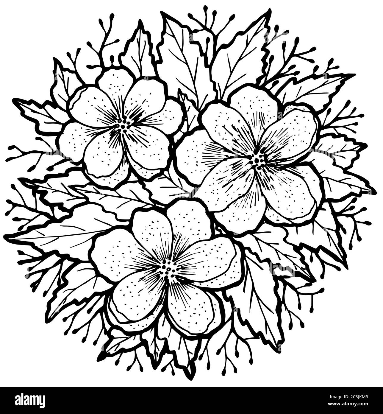 Summer cosmos flowers in Black and White Stock Photos & Images - Alamy