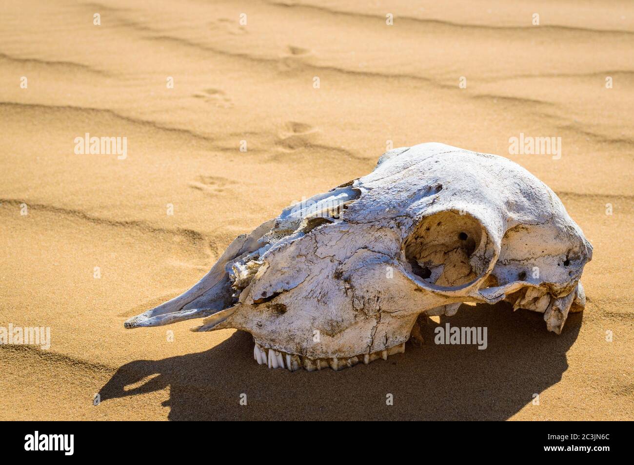 Toad bone hi-res stock photography and images - Alamy