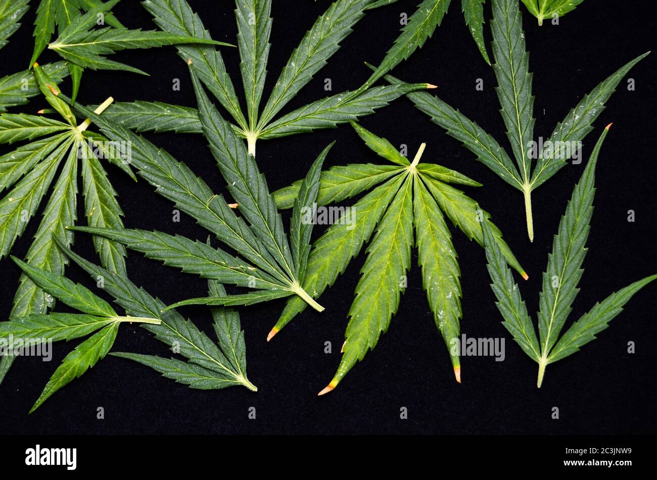 Cannabis Leaf Texture On a Black Background Stock Photo - Alamy