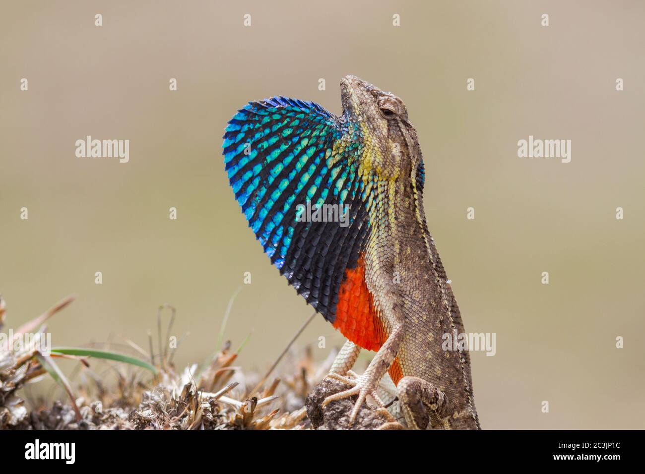 Fan Throated Lizard High Resolution Stock Photography and Images - Alamy