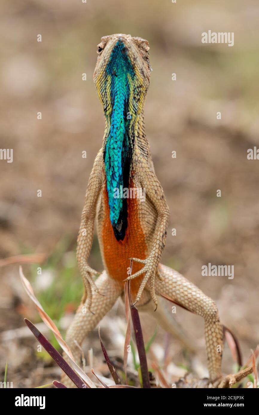 Wild fan throated lizard (sarada superba) reptile in Laterite Plateau ...