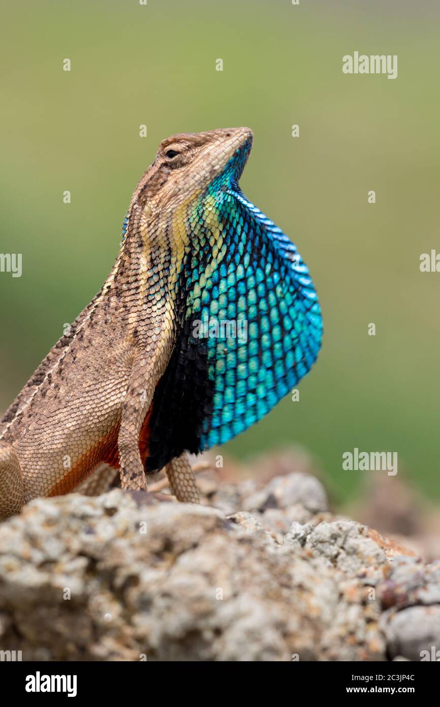 Wild fan throated lizard (sarada superba) reptile in Laterite Plateau ...