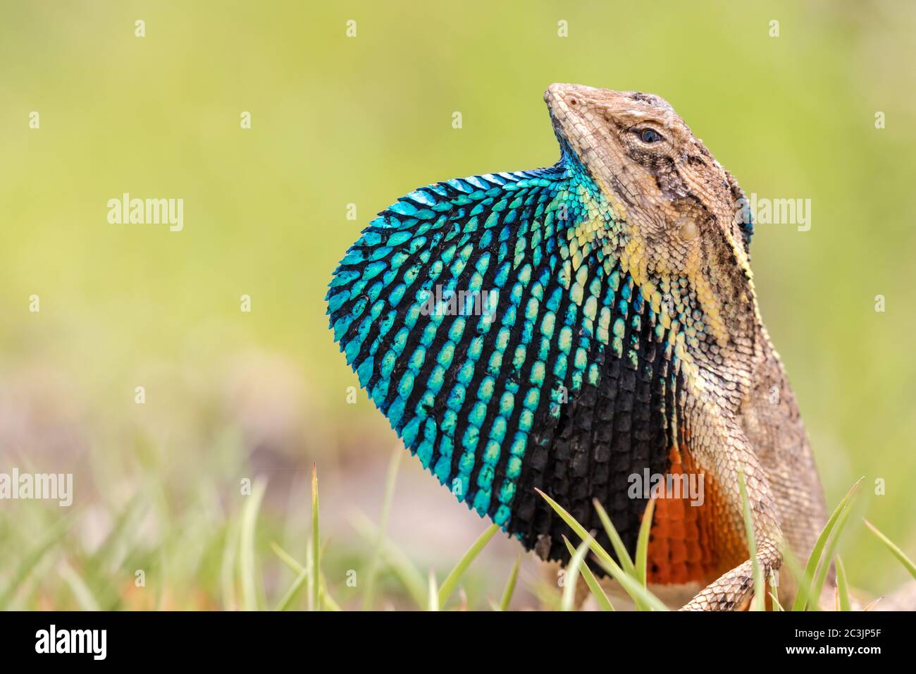 Wild fan throated lizard (sarada superba) reptile in Laterite Plateau ...