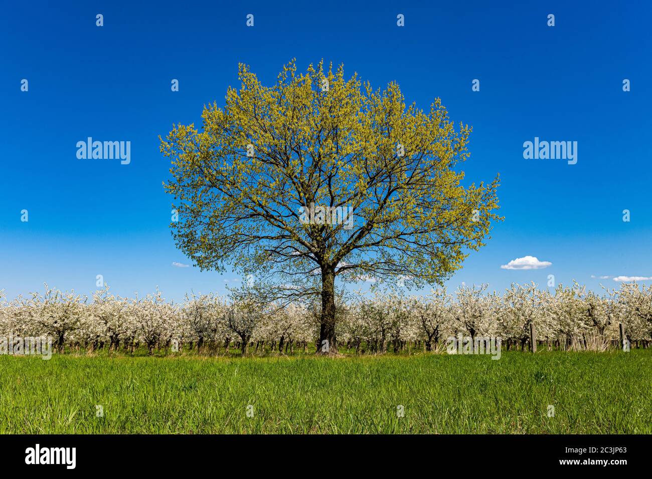 A solitary tree on a green meadow, blooming cherry trees in the ...