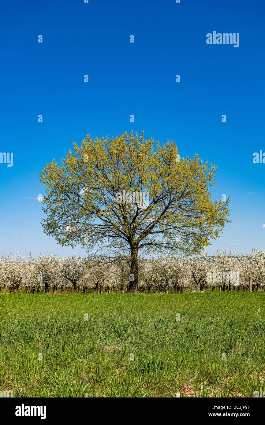 A solitary tree on a green meadow, blooming cherry trees in the ...