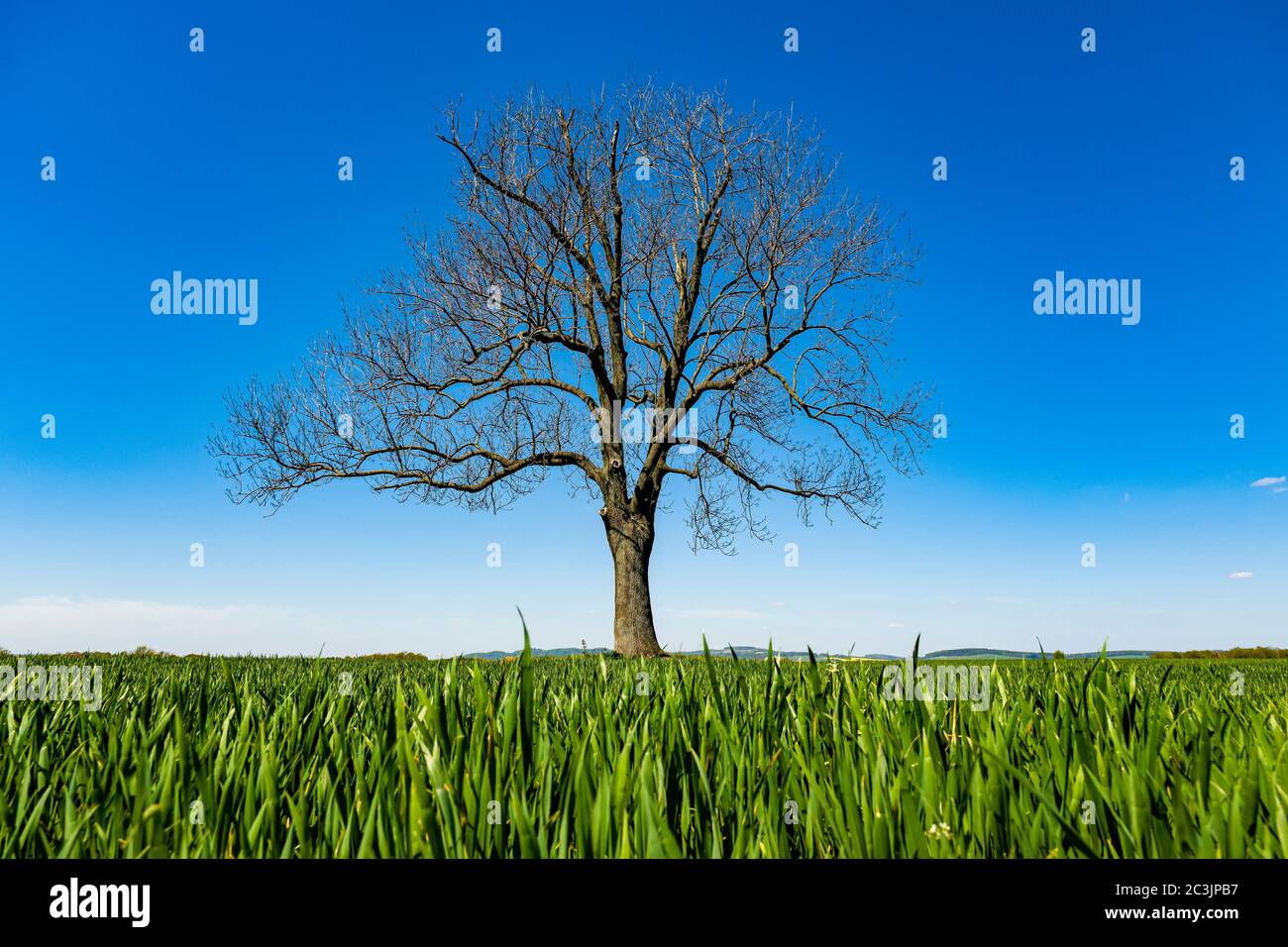 Blue tree green agriculture hi-res stock photography and images - Alamy