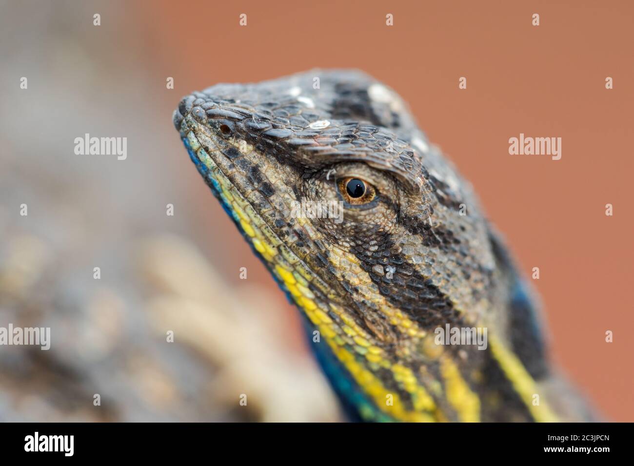 Wild fan throated lizard (sarada superba) reptile in Laterite Plateau ...