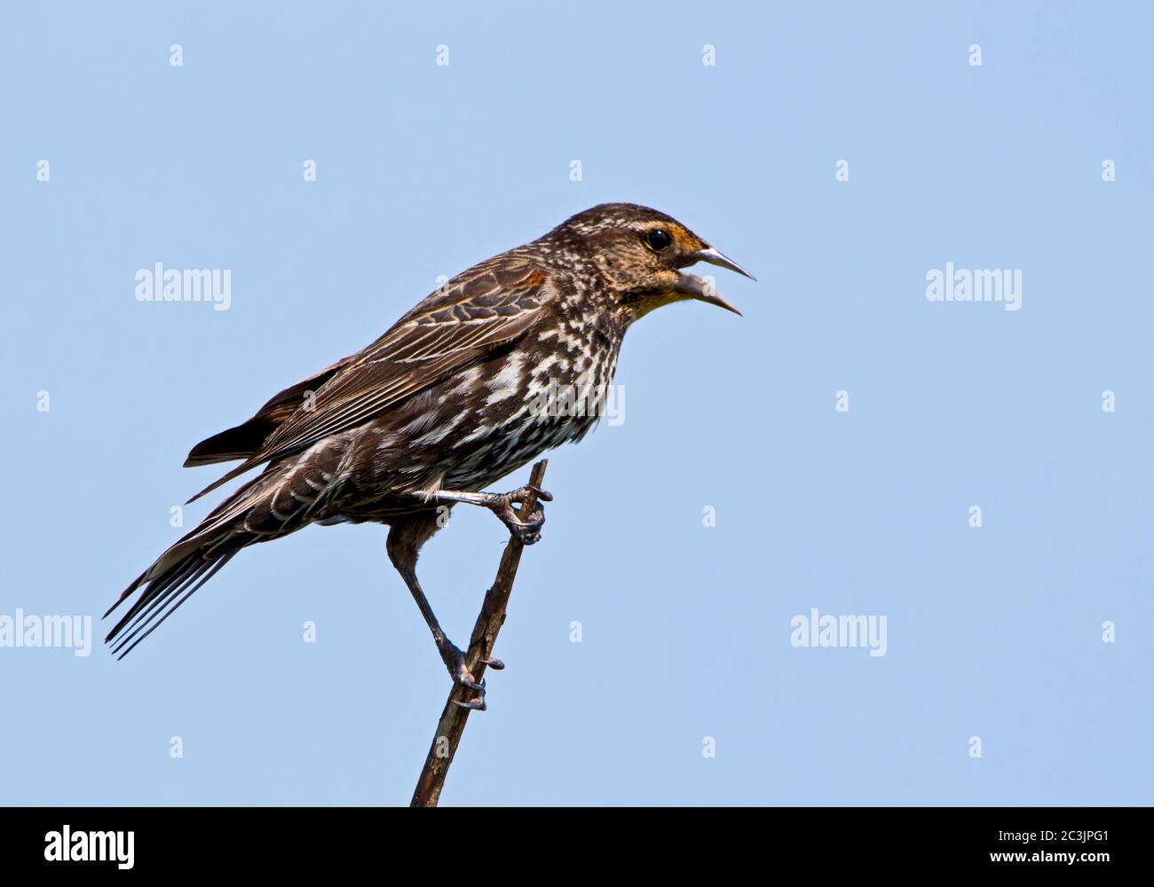 Female red winged black bird with open beak Stock Photo - Alamy