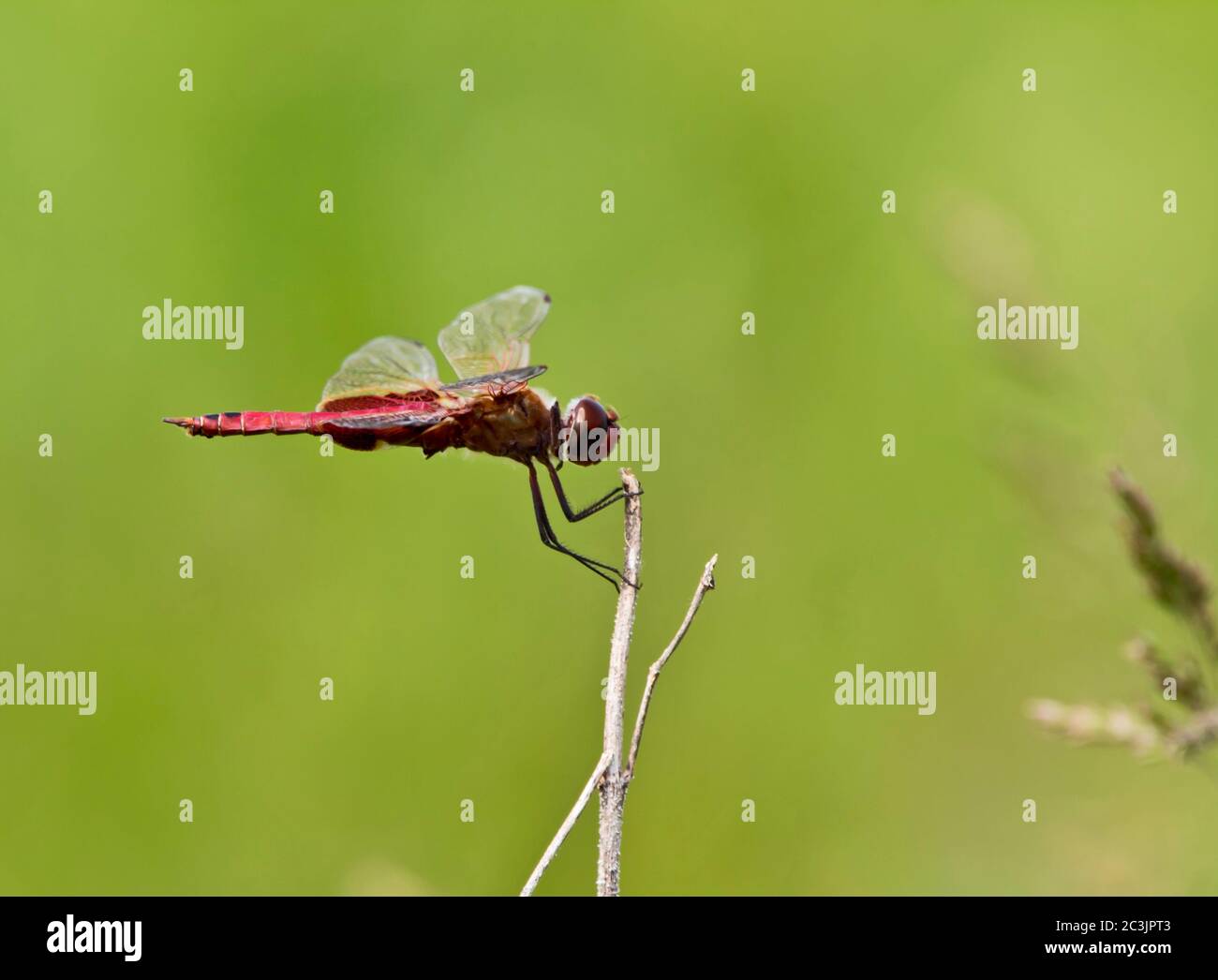 Dragonfly on stick hi-res stock photography and images - Alamy