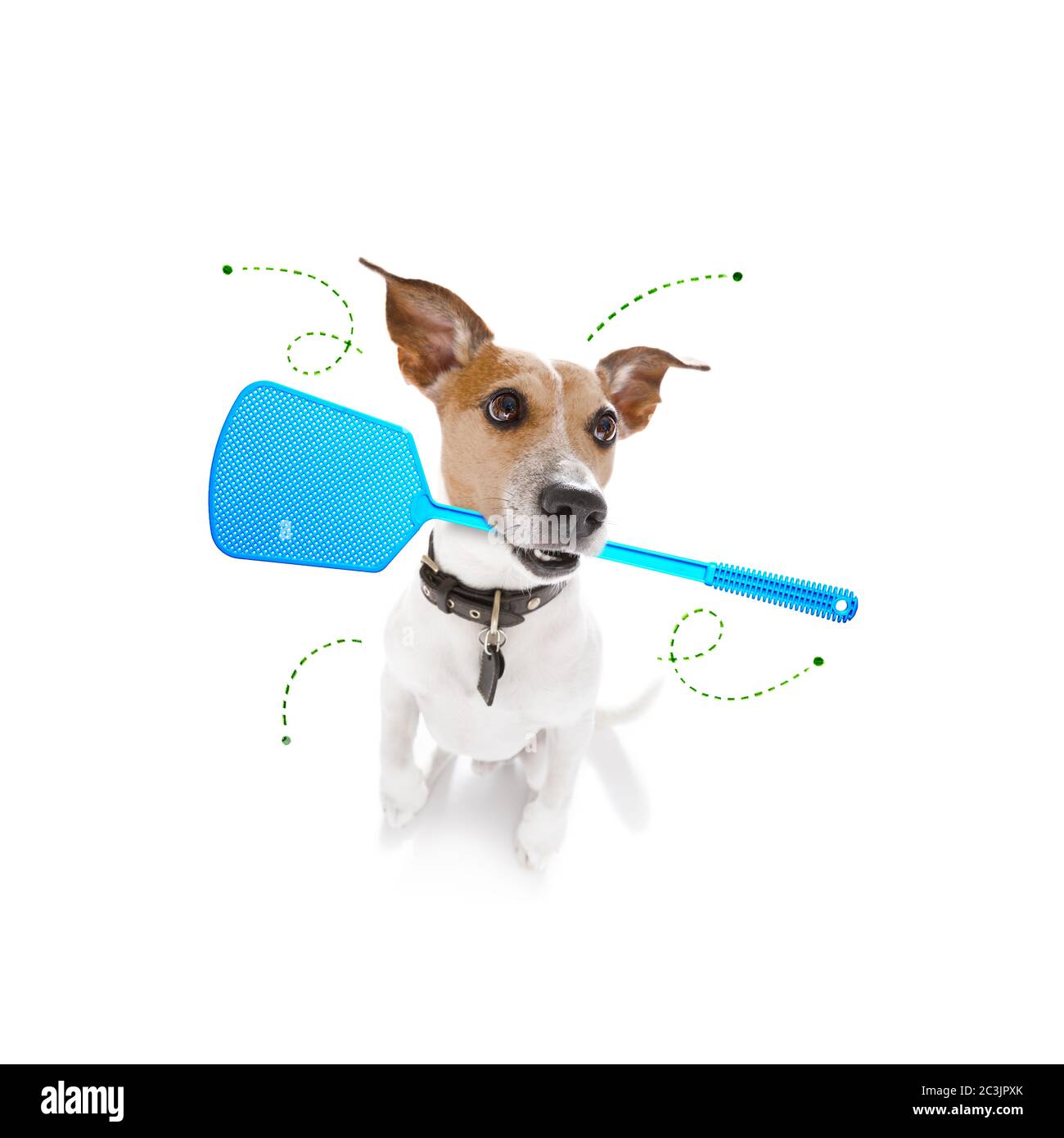 jack russell dog considering the problem of tick insects and fleas ...