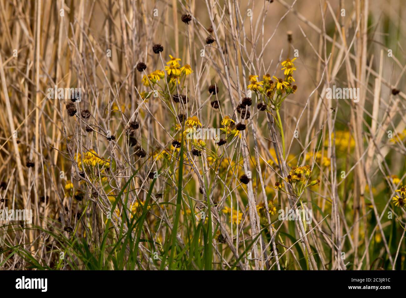 Yellow wildflowers in the prairie Stock Photo - Alamy