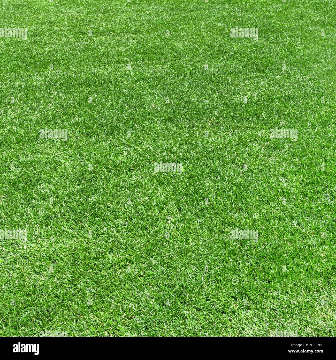 Grass background. Green grass natural, just cut. Ideal for texture ...