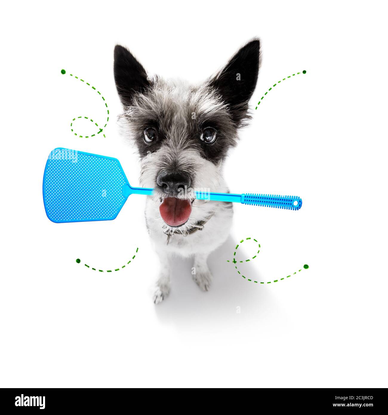 poodle dog considering the problem of tick insects and fleas , close to ...