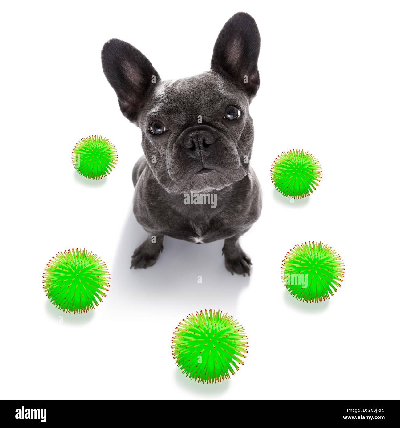 sick and ill french bulldog dog isolated on white background with face ...