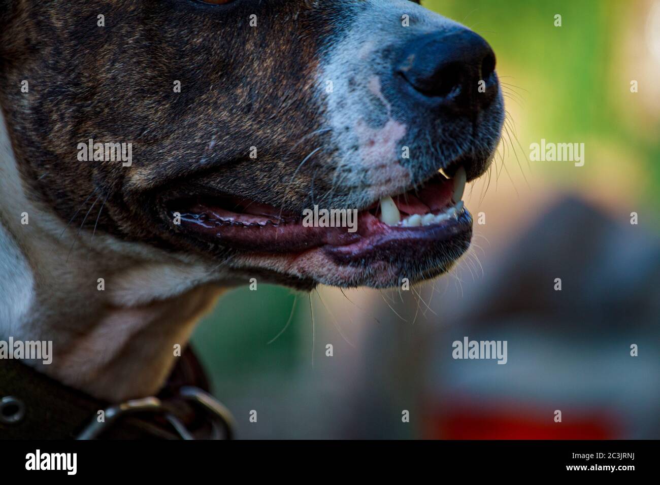 Muzzle of a large evil guard dog with large teeth close-up. The open ...