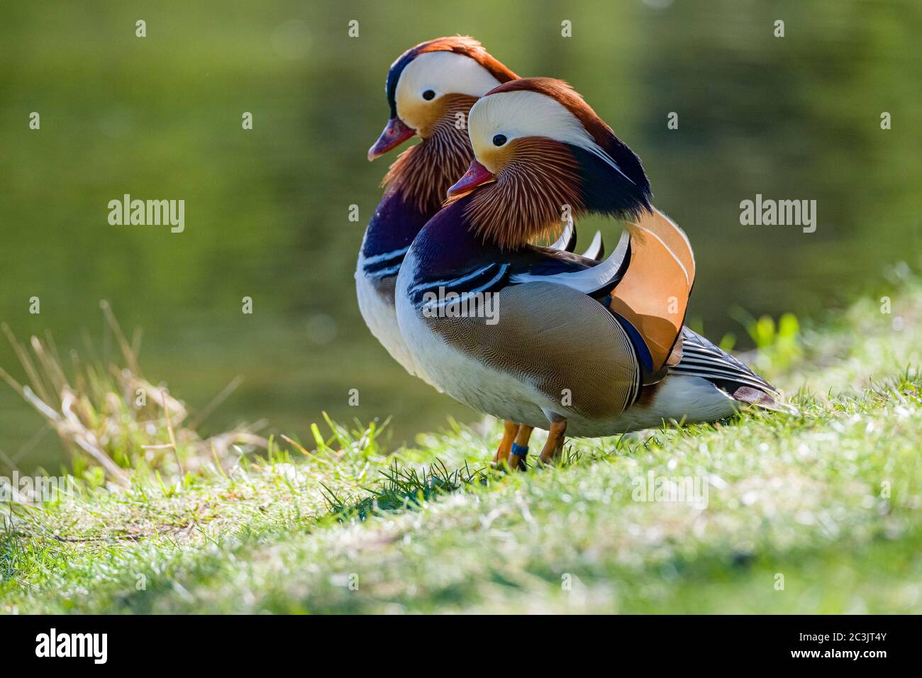 Two Mandarin Ducks High Resolution Stock Photography and Images - Alamy