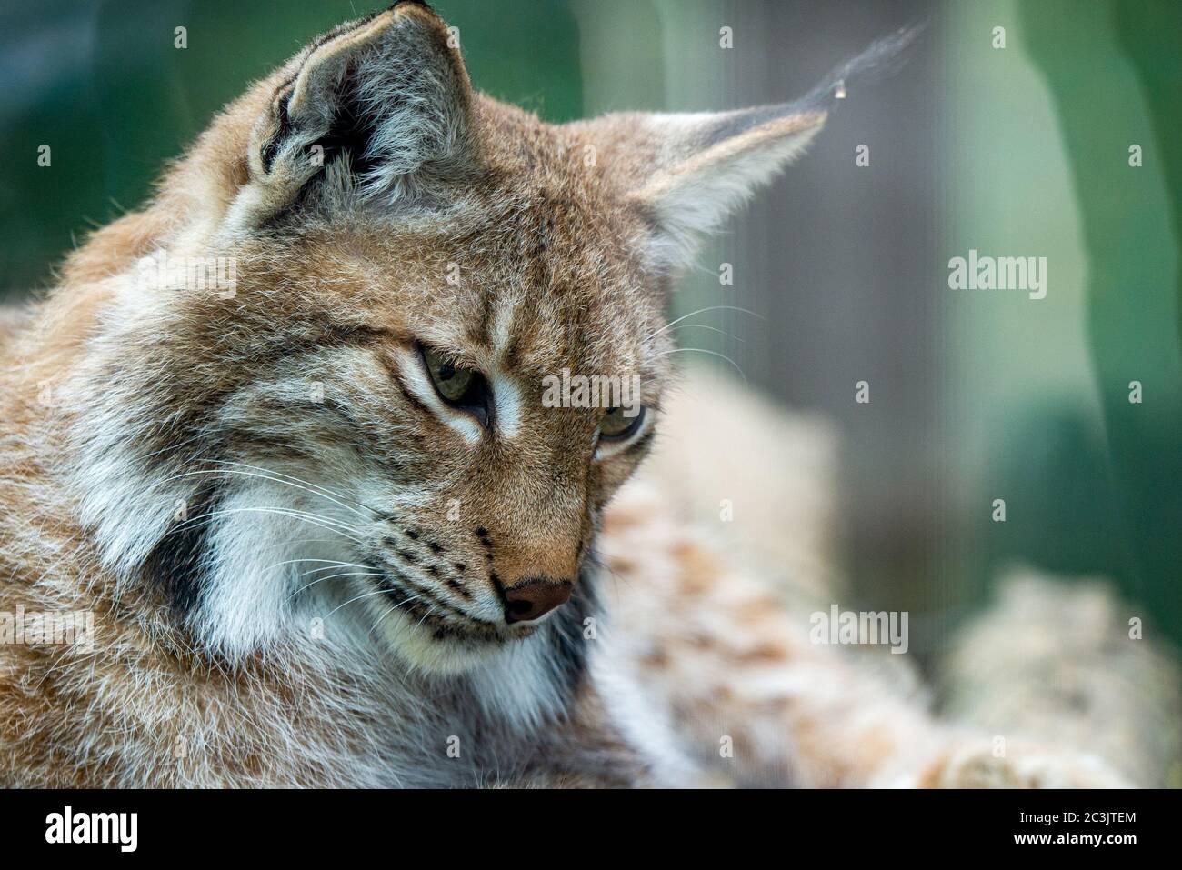 Eurasian lynx lynx lynx finland hi-res stock photography and images - Alamy