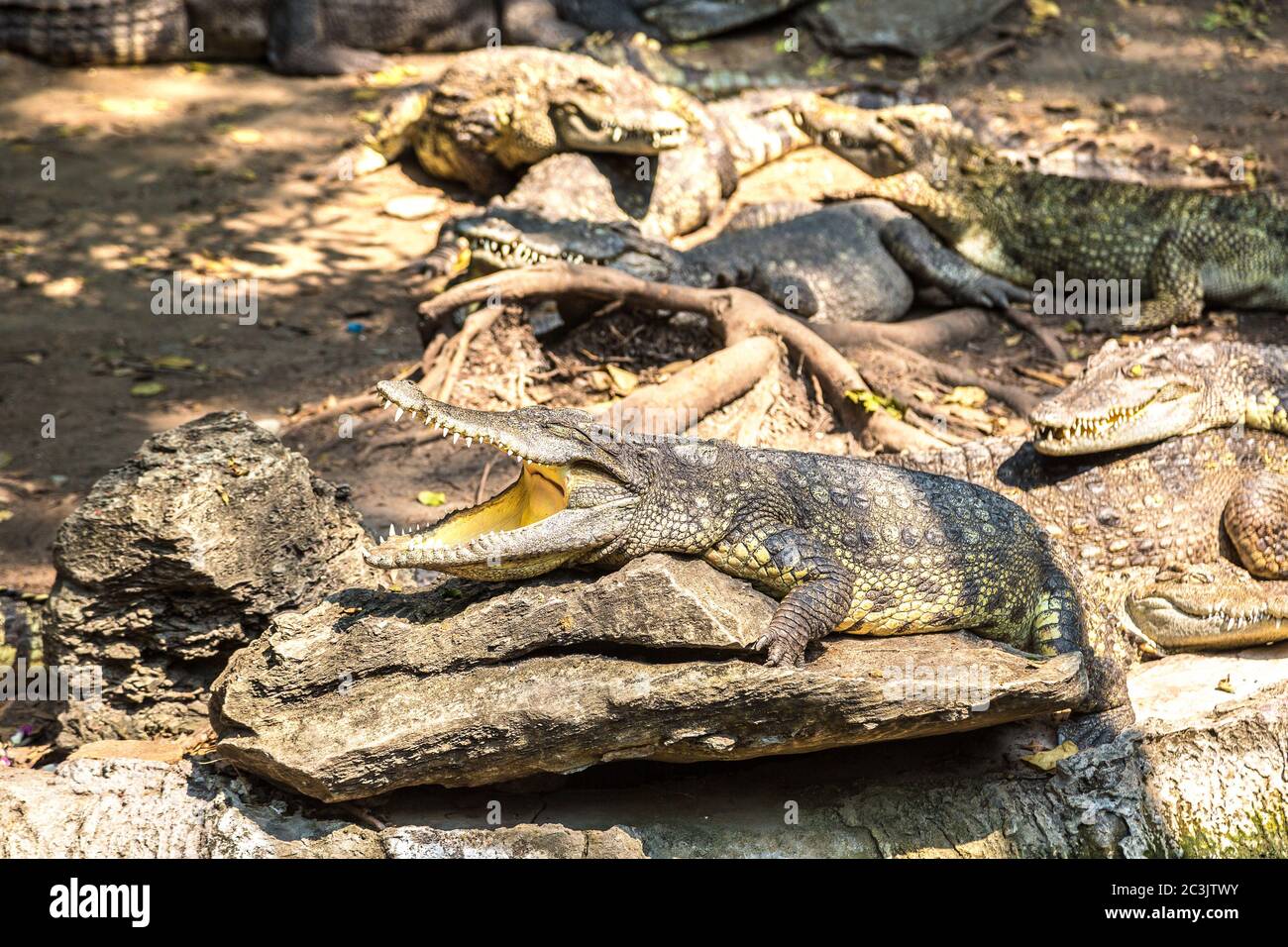 Crocodiles in Safari World Zoo in Bangkok in a summer day Stock Photo ...