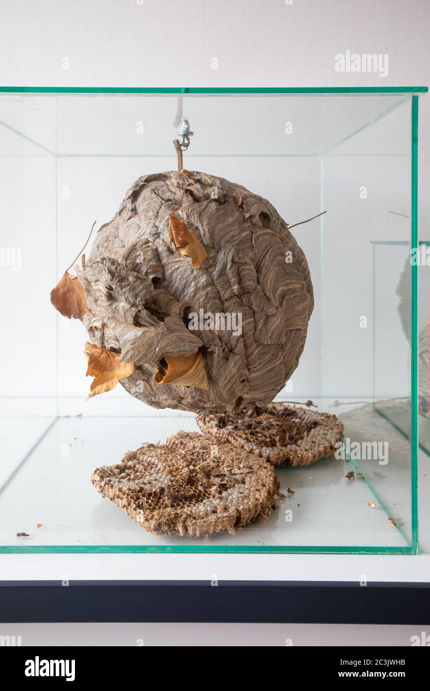 in a glass display case there is a large wasps' nest Stock Photo - Alamy
