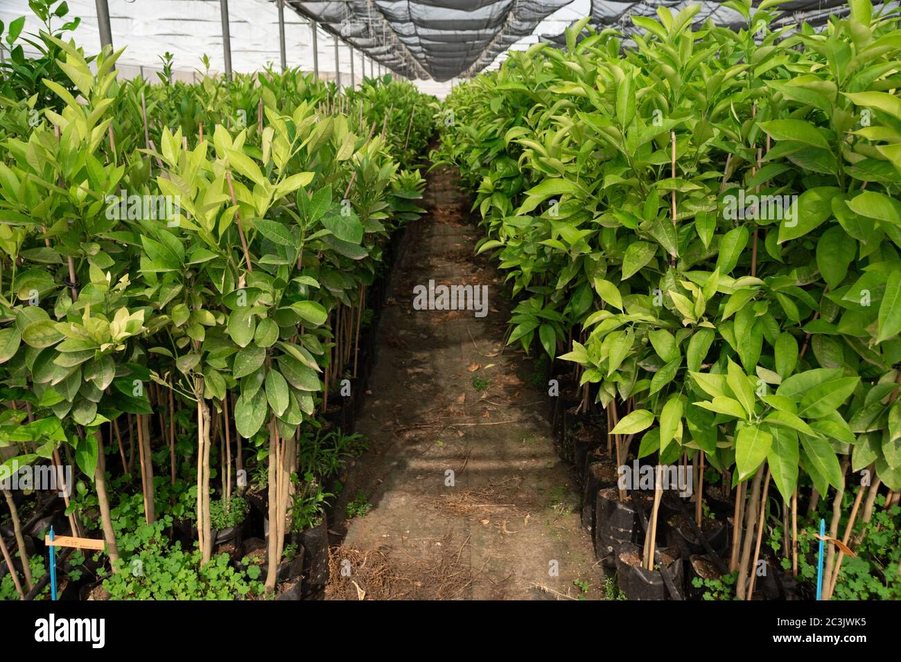 Organic lemon trees inside a Greenhouse Stock Photo - Alamy