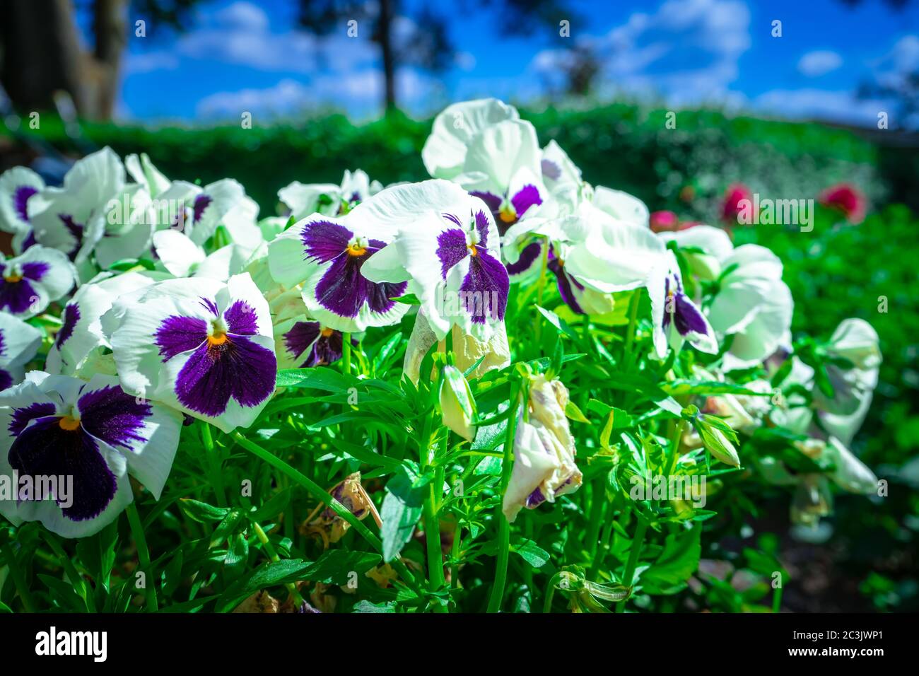 Violet Flowers in Grandpas Garden in Lower Bavaria Germany Stock Photo ...