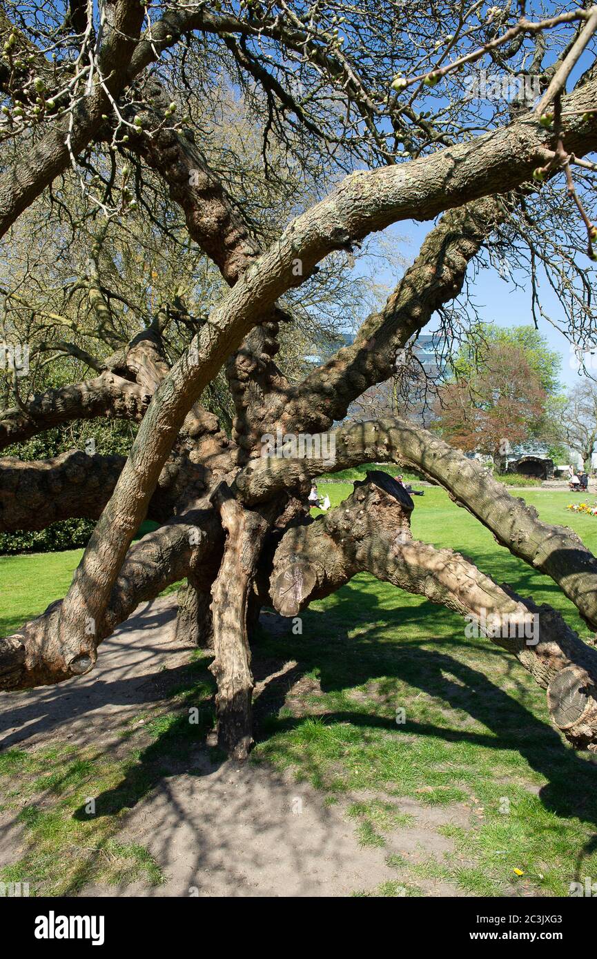Reading, Berkshire, UK. 23rd April, 2015. Public Park Forbury Gardens ...