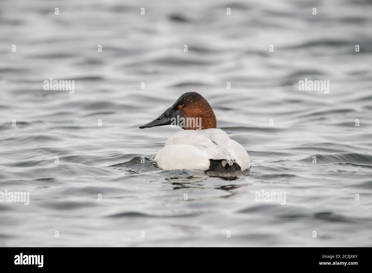 Canvasback (Aythya valisineria) Drake, Fielding Park Sanctuary, Greater ...