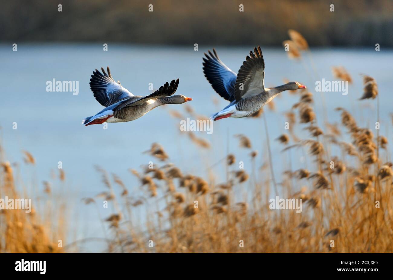 Selective focus shot of two flying ducks Stock Photo - Alamy